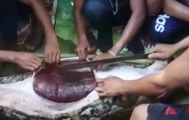 AF | Variedades | Piton de 7 metros engole homem Inteiro na indonésia: o que podemos aprender?